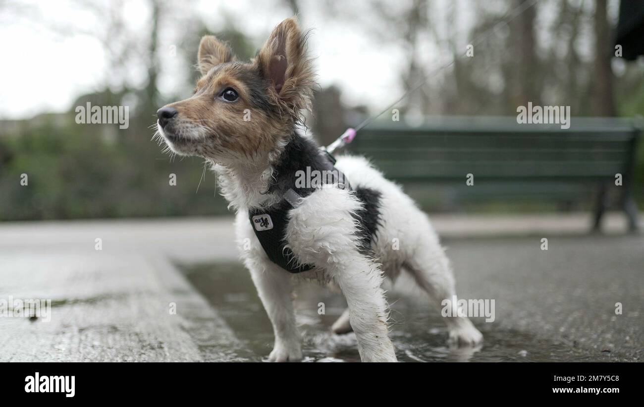 Puppy dog barking outside. canine animal barks wearing leash3 Stock ...