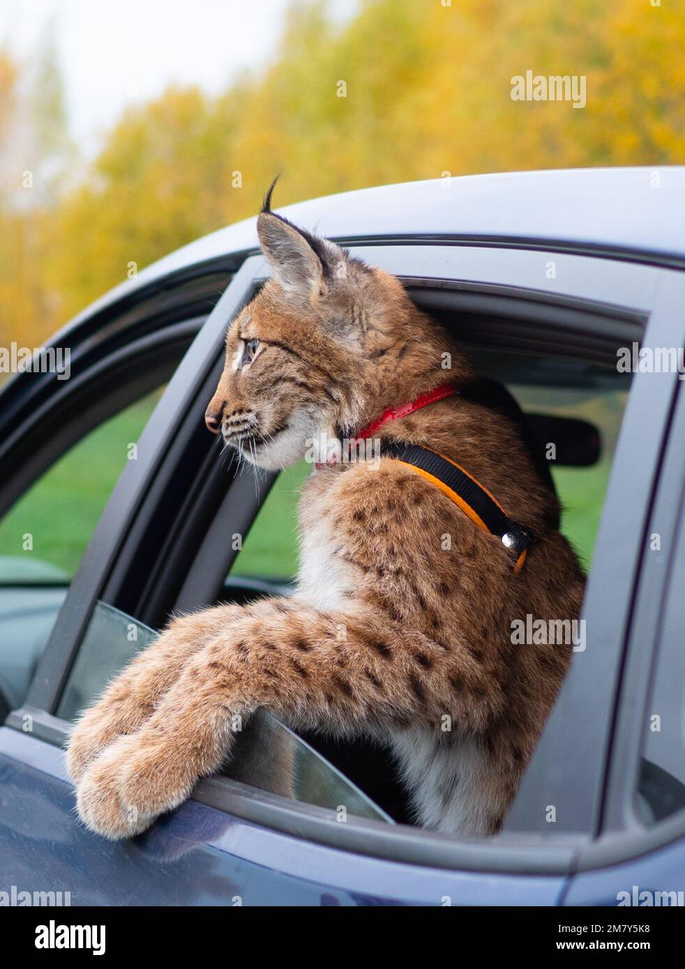 A young Siberian lynx peeps out of a car during the day against the background of picturesque ...