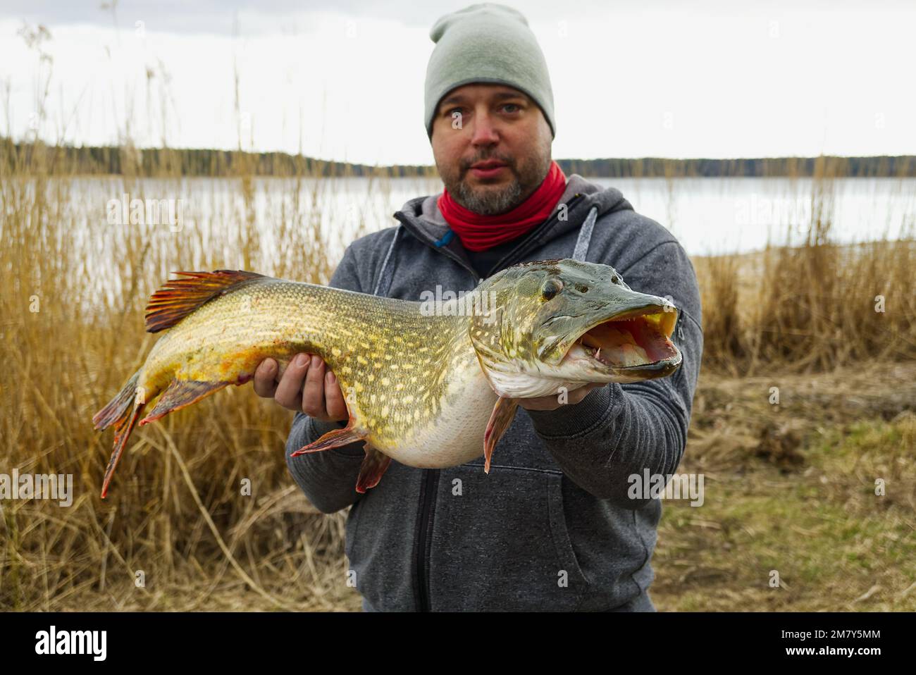 fisherman holding big pike fish. Northern Pike with beautiful natural ...