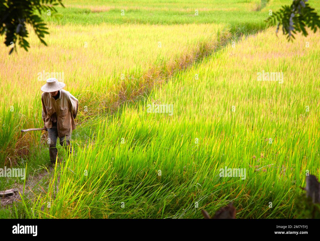 Occupation peasants hi-res stock photography and images - Alamy