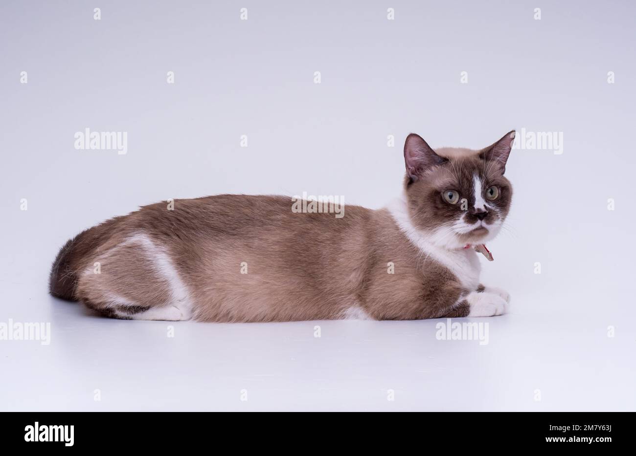 Spotted Munchkin cat with short legs lies on a white background in the ...