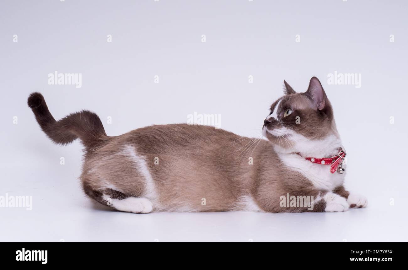 A tricolor cat of the Munchkin breed lies on a white background in the ...
