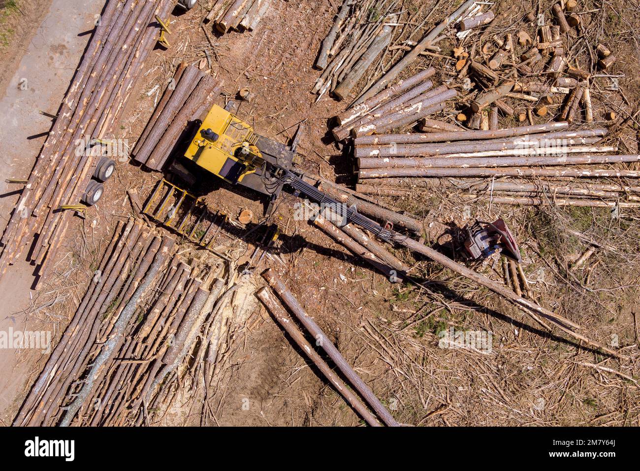 Using crane to load logs from a newly felled tree being to large truck ...