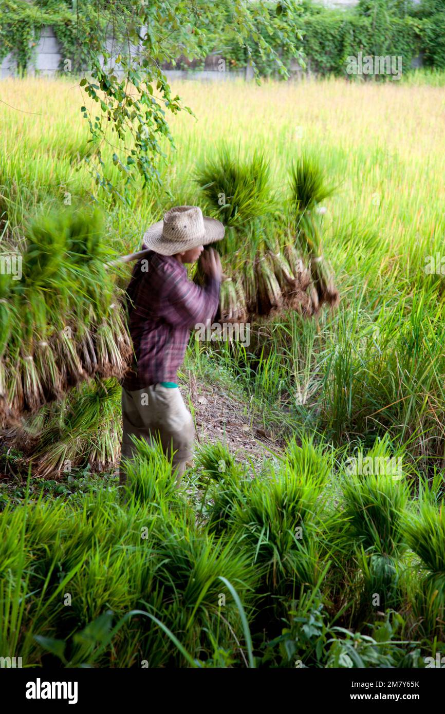 farmers working in the field Stock Photo - Alamy