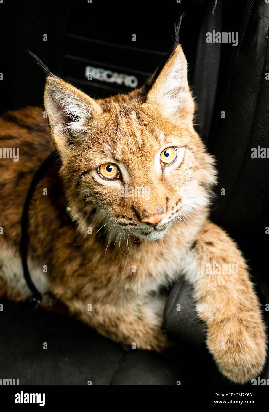 Siberian lynx kitten looking at the camera inside the car Stock Photo ...