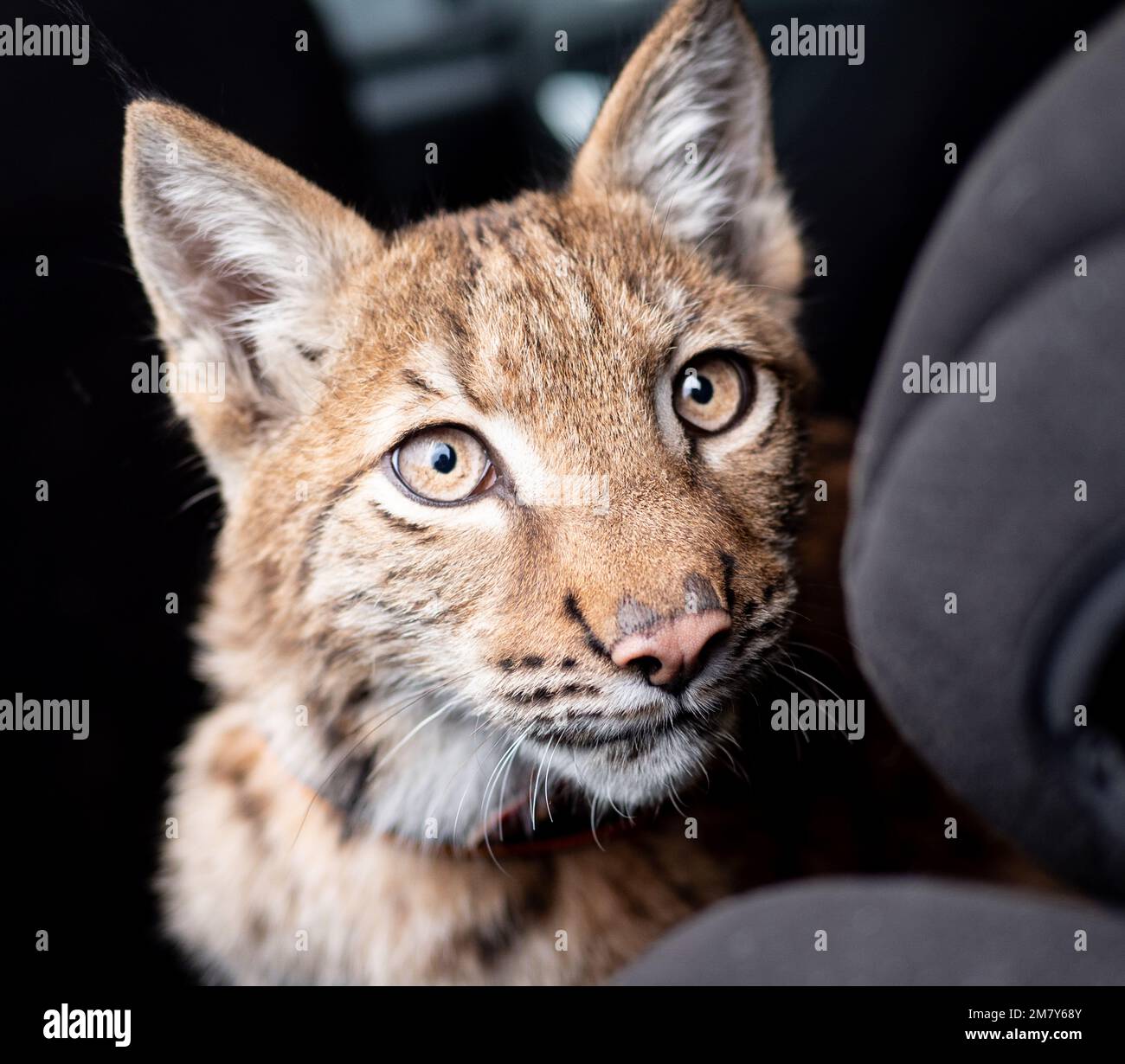 Young Siberian lynx looking at the camera on a dark background. Full ...