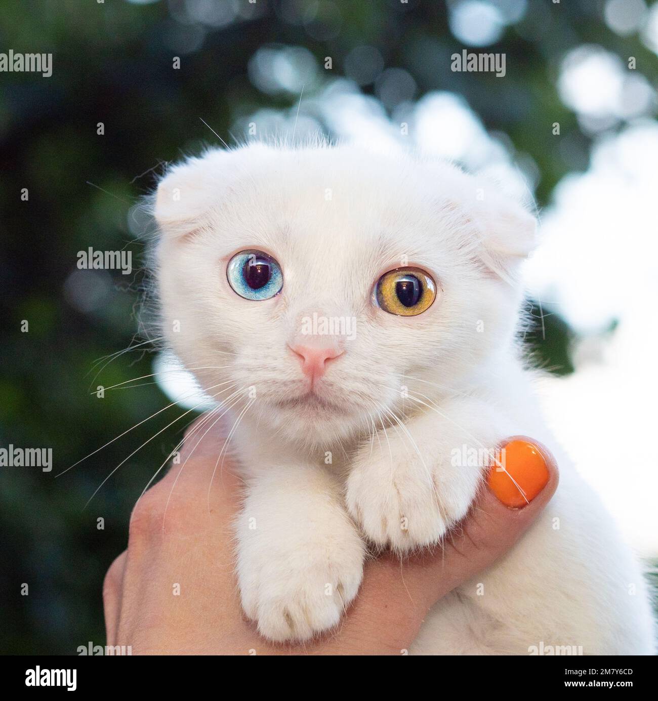 white kitten with multicolored eyes sits in arms Stock Photo - Alamy