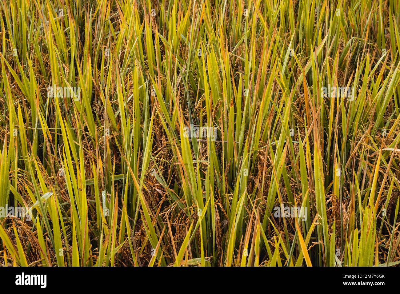 Paddy field background texture . Ears and leaves of rice close up Stock ...