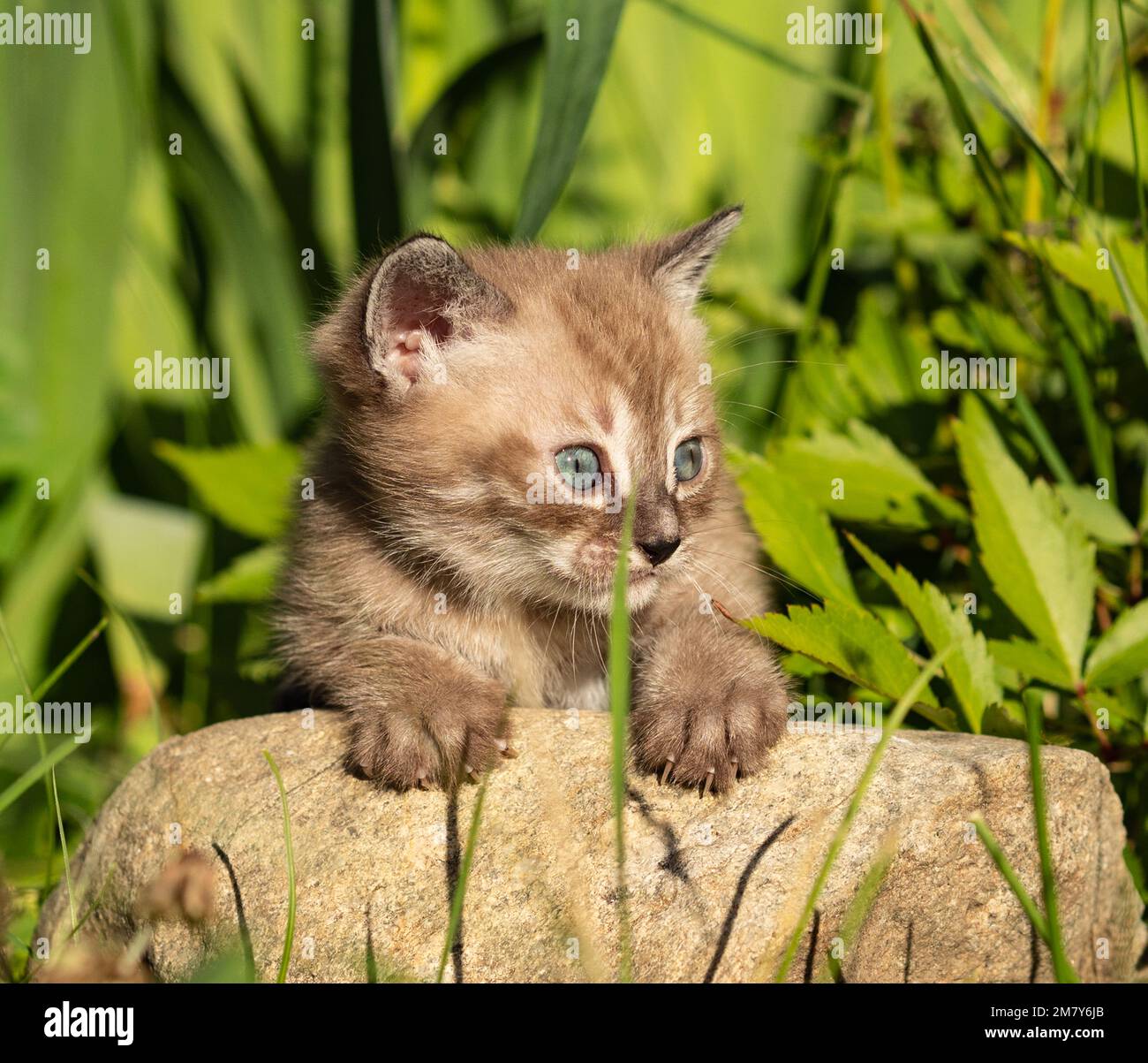 A small bengal kitten of beige color sits on a stone in bright green ...