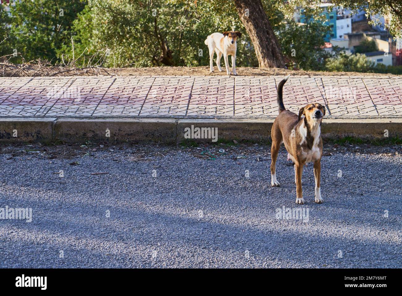 Two homeless dogs in a Moroccan route Stock Photo - Alamy