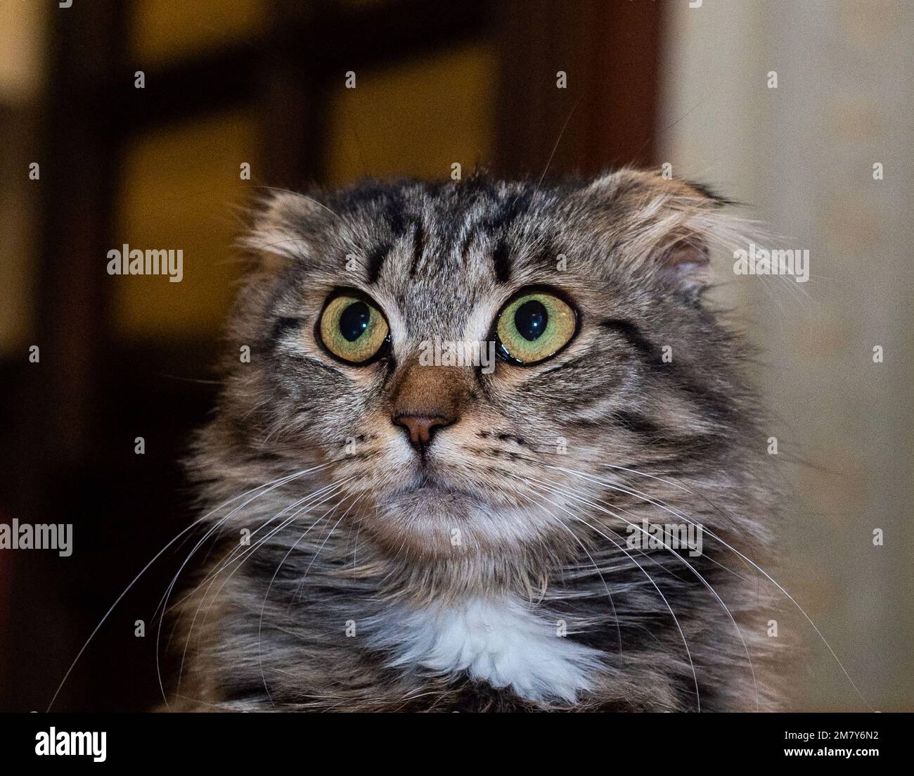 Lowered ears hi-res stock photography and images - Alamy