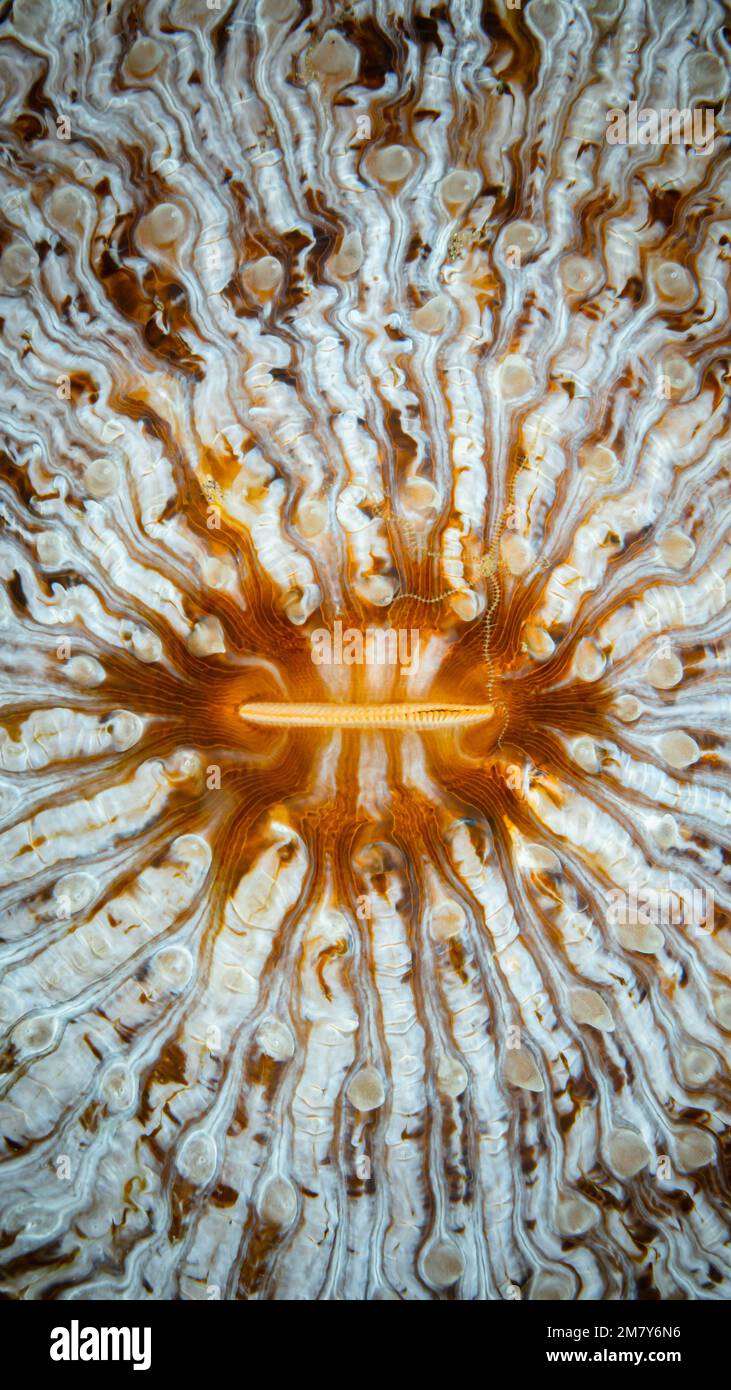 macro shot of colored coral. Close-up photo of the underwater life of a ...