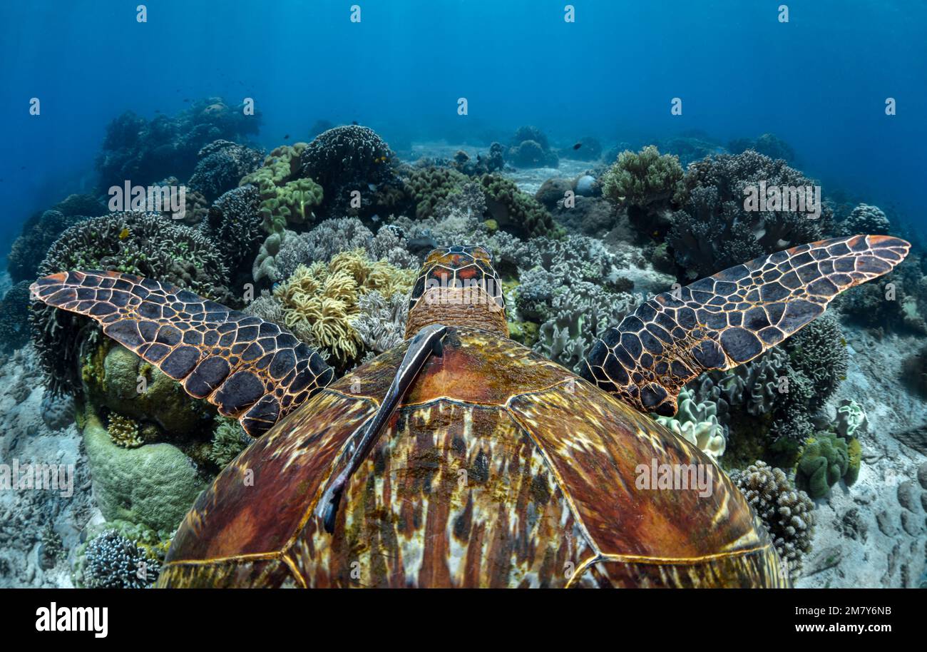 cleaner fish on the shell of a sea turtle swimming over a coral reef in ...
