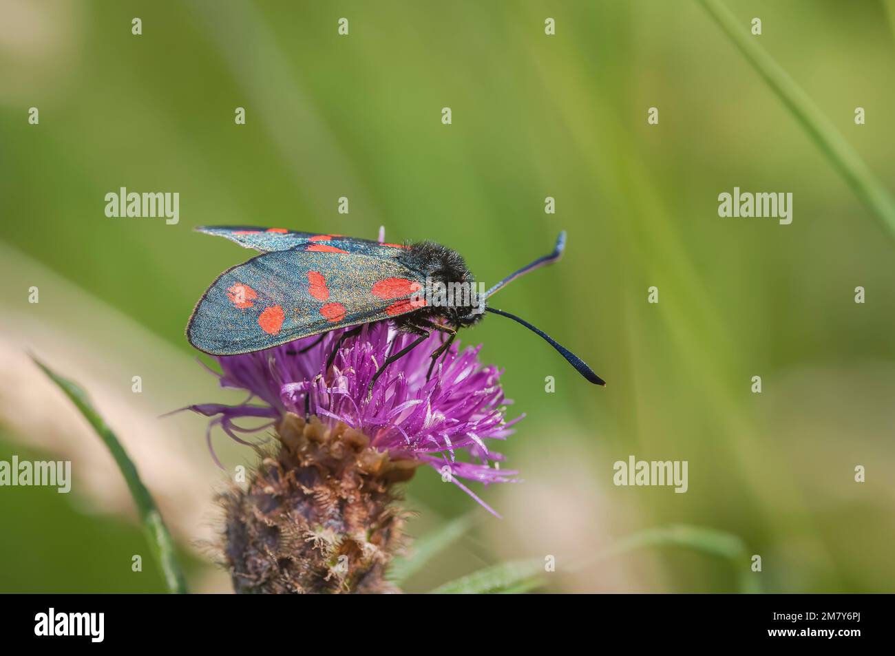 A six-spot Burnett feeding on common knapweed Stock Photo - Alamy