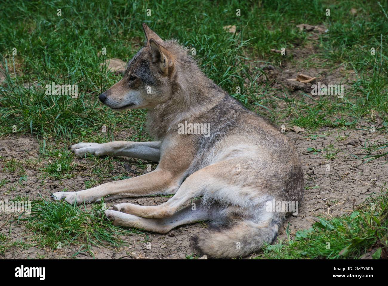 Canadian Timber Wolf (Canis lupus occidentalis ) photgraphed in ...