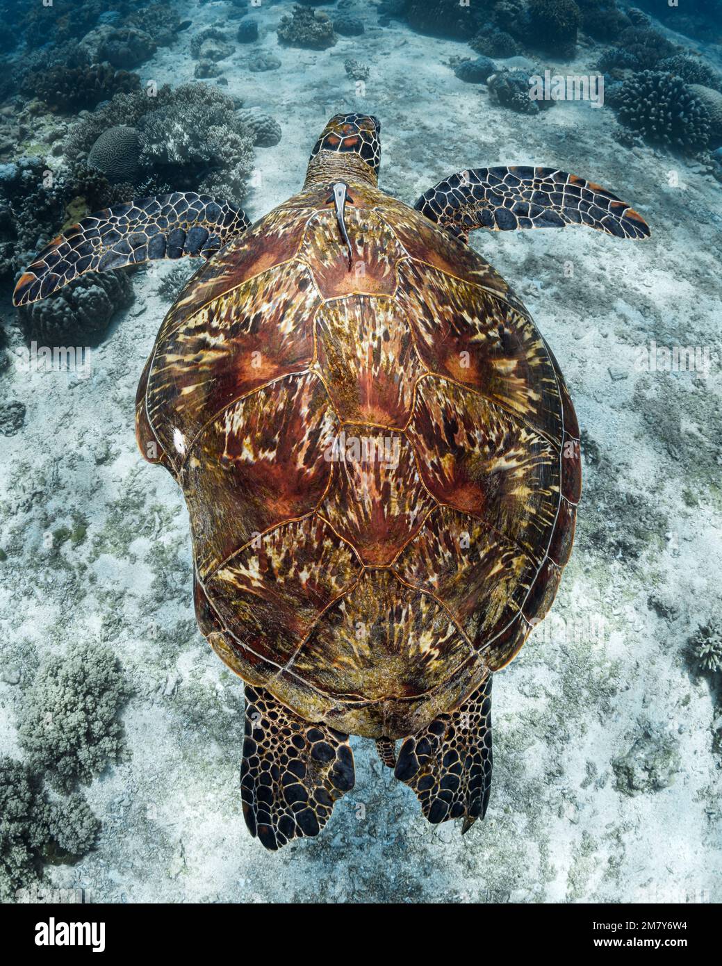 a large sea turtle with a damaged shell swims in the ocean Stock Photo ...