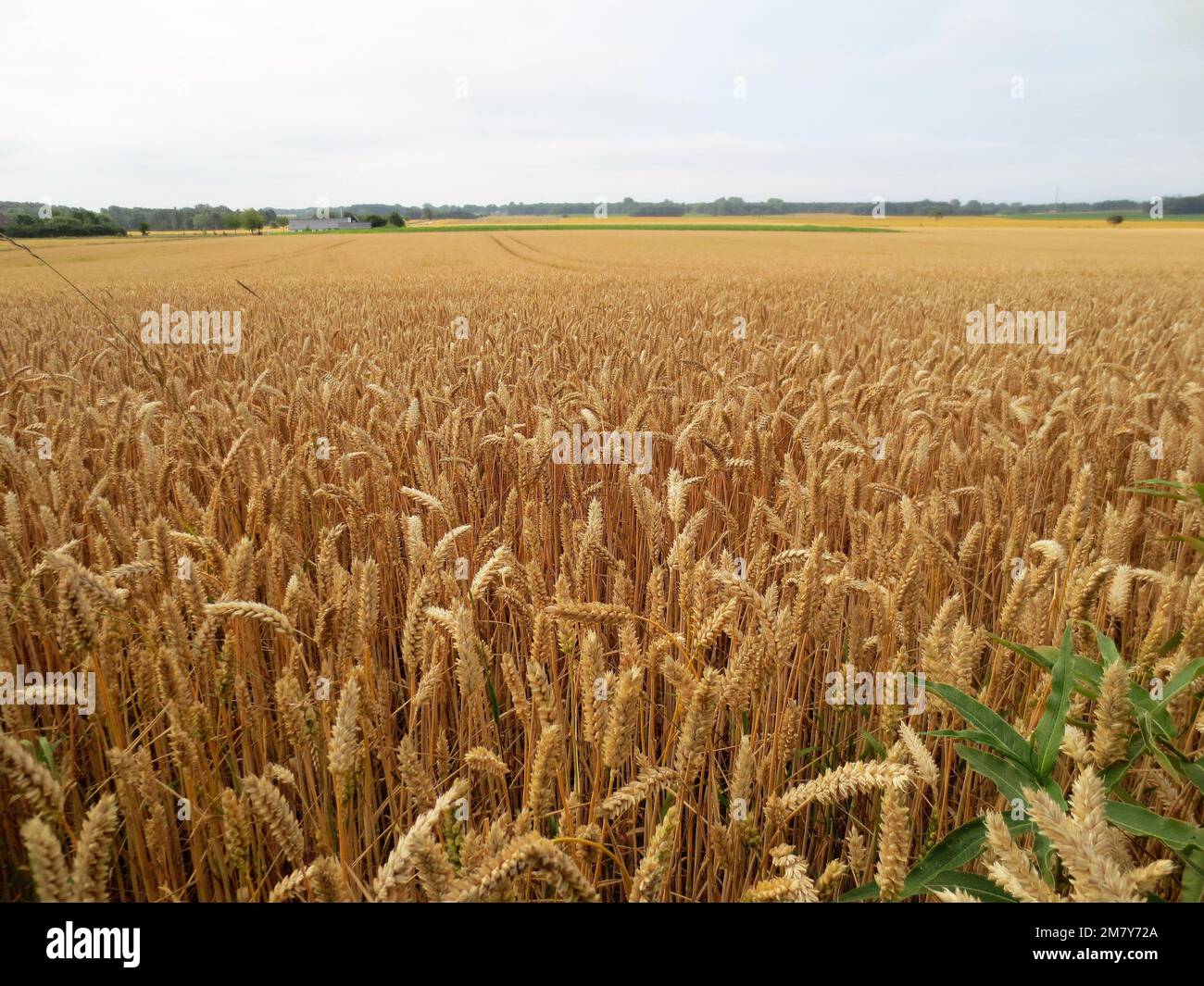 beautiful golden wheat field as far as the eye can see Stock Photo - Alamy