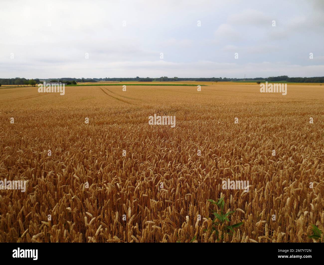 Golden crop fields hi-res stock photography and images - Alamy