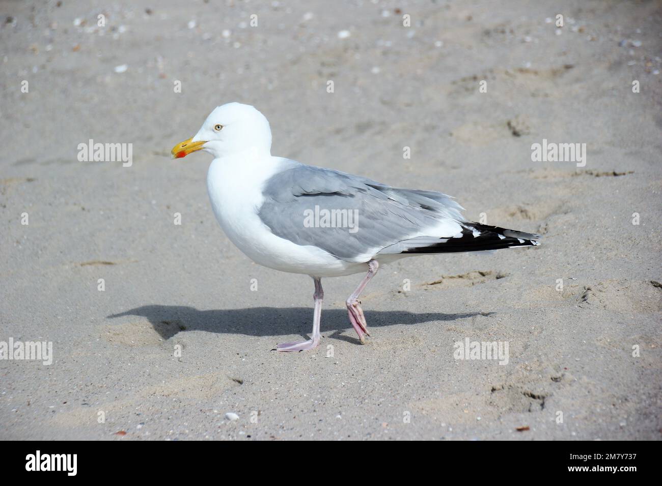 Beachfront wildlife hi-res stock photography and images - Alamy