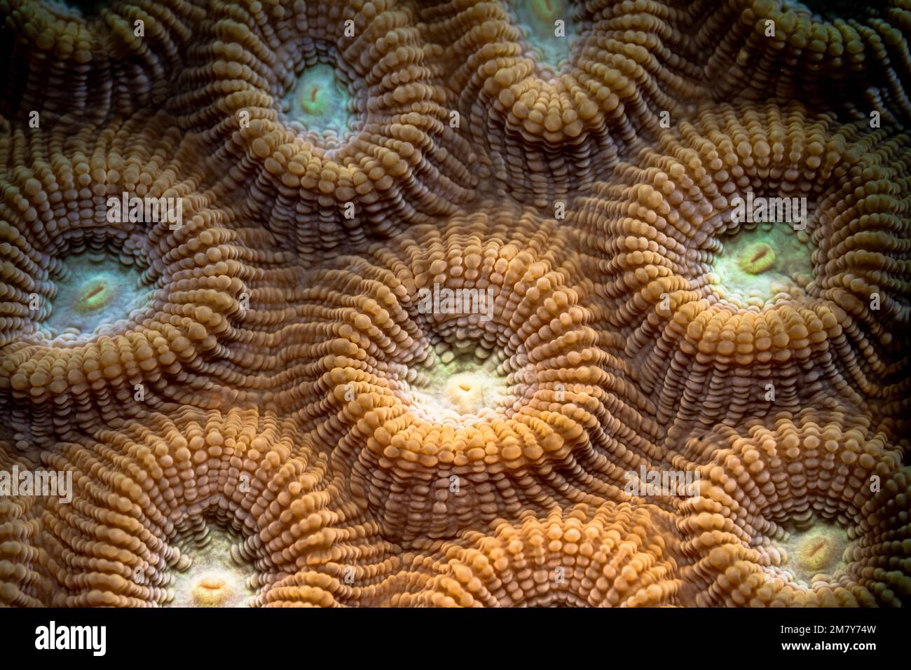 Close up coral surface. Natural background Stock Photo - Alamy