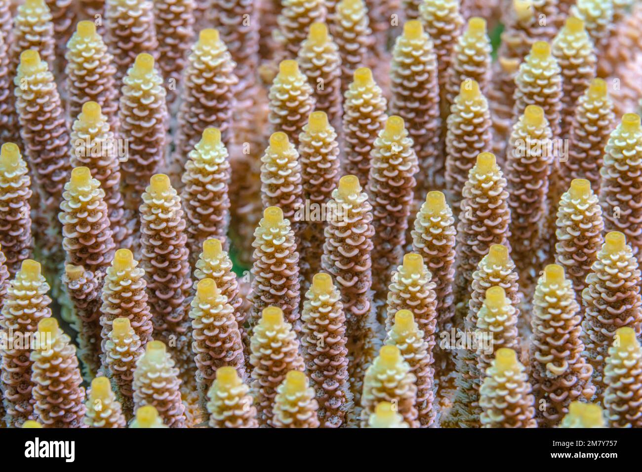 Skeleton a hard coral hi-res stock photography and images - Alamy
