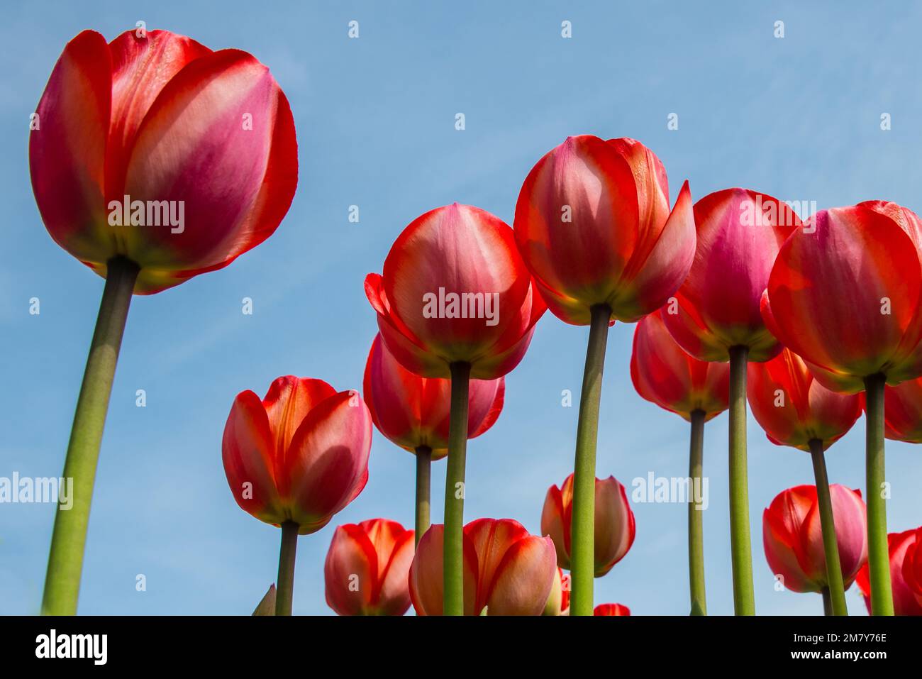 Red tulips photographed from a low angle against a bright blue sky ...