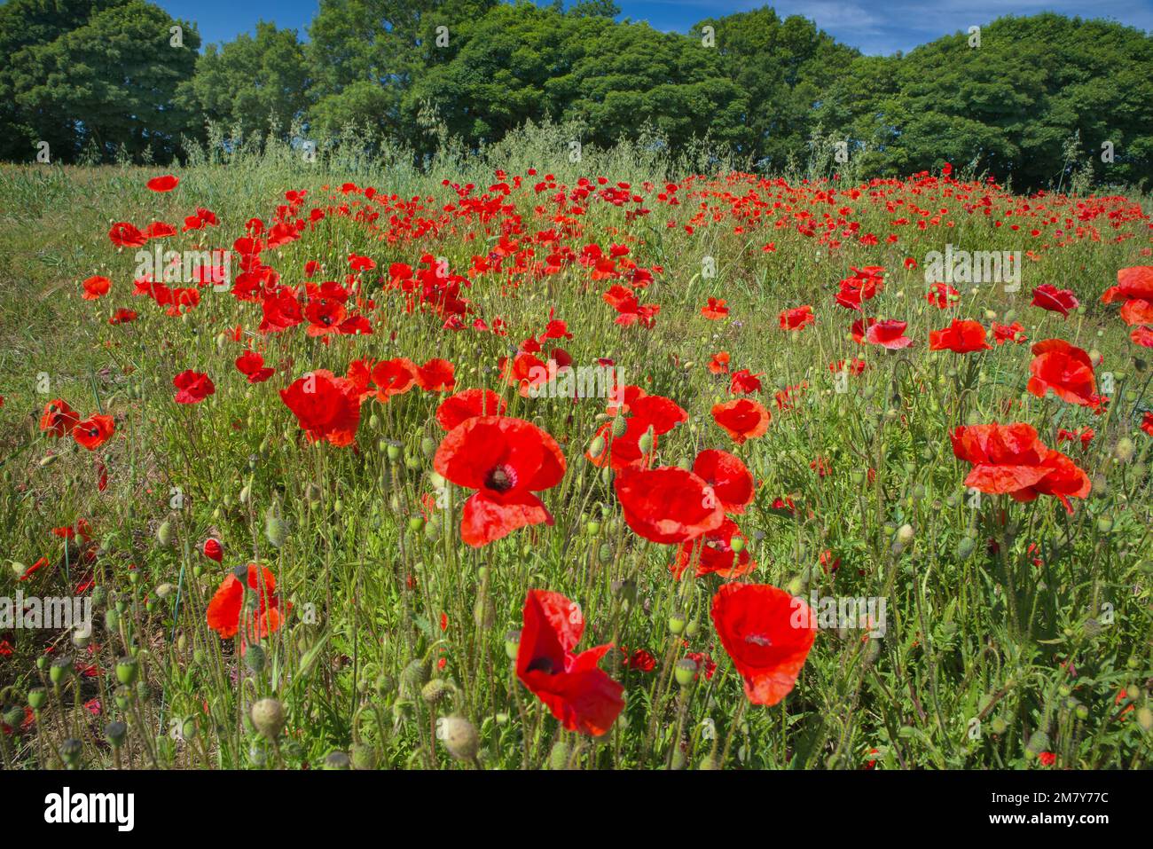 Poppies rewilding hi-res stock photography and images - Alamy