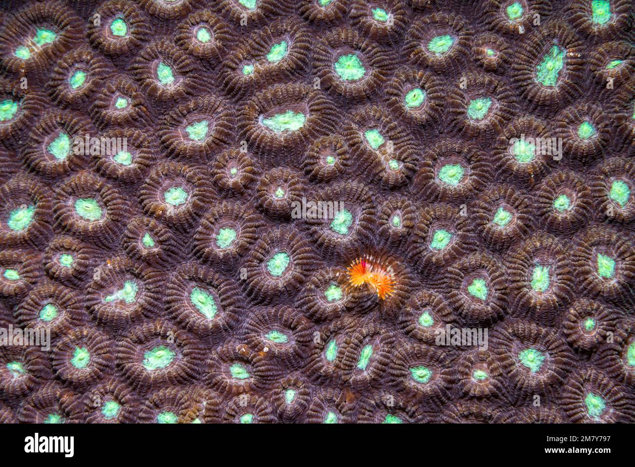 Detail of hard coral in brown and turquoise colors. Closeup photo of ...