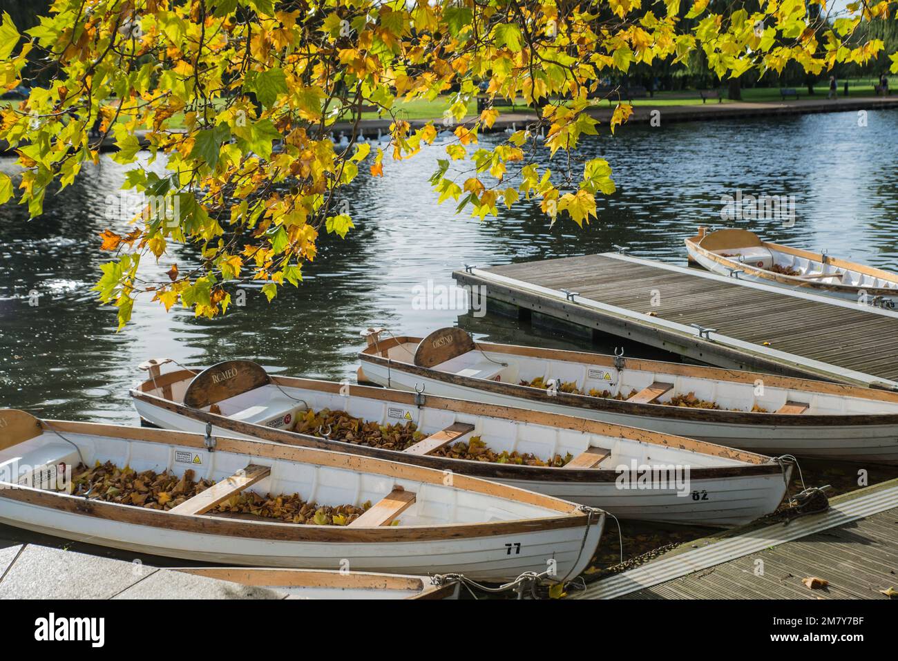 Rowing boats full of autumn leaves with an overhanging maple tree on ...