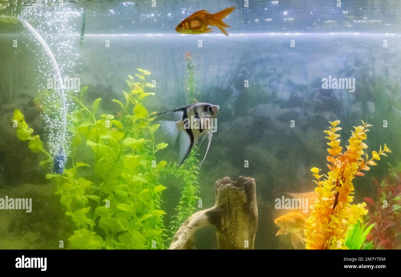 Tropical fish in picturesque aquarium with small water bubbles and ...