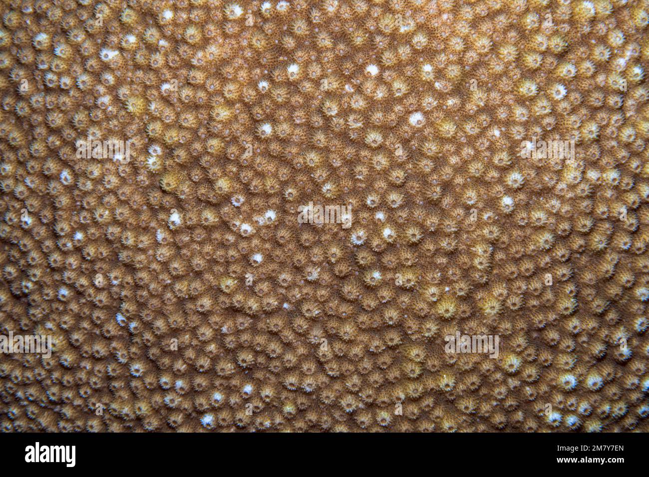 Detail of hard coral in brown. Closeup photo of the underwater life of ...