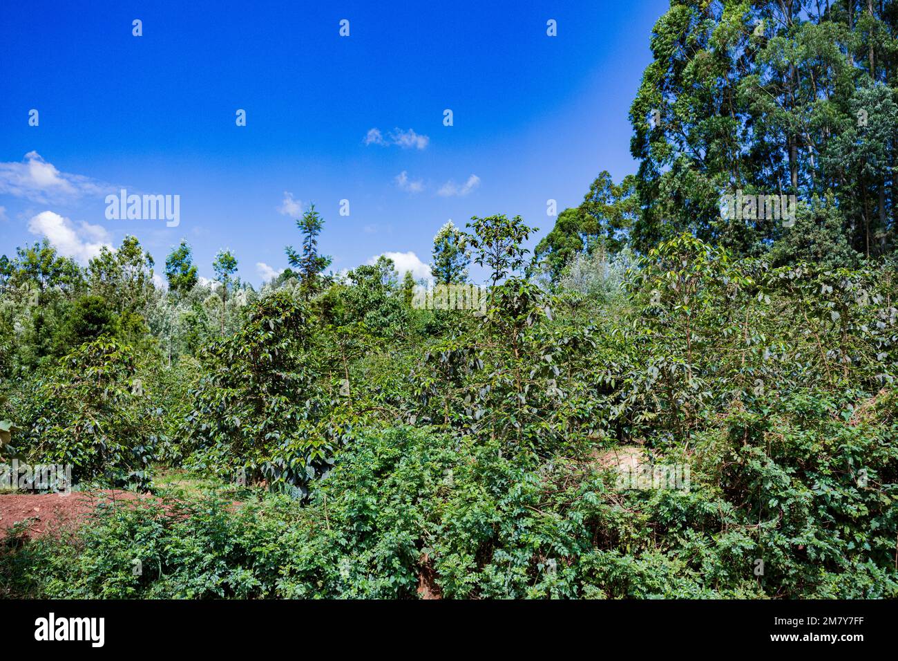 Kenyan Landscapes Plants Vegettions Fields Meadows Rolling Hills ...