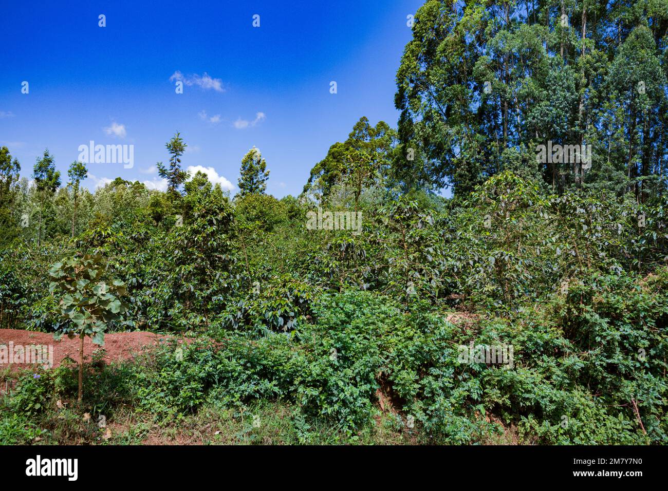 Kenyan Landscapes Plants Vegettions Fields Meadows Rolling Hills ...