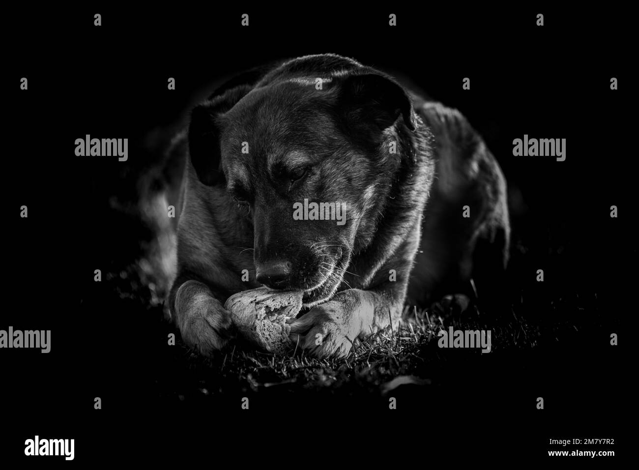 A grayscale of a dog on the grass Stock Photo - Alamy