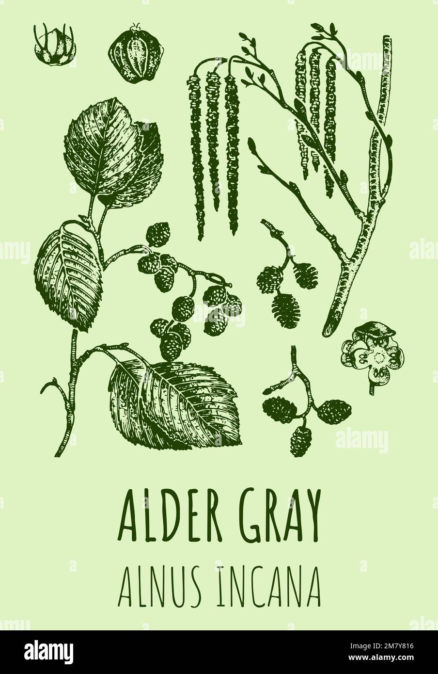 Drawings of Alder gray. Hand drawn illustration. Latin name ALNUS ...