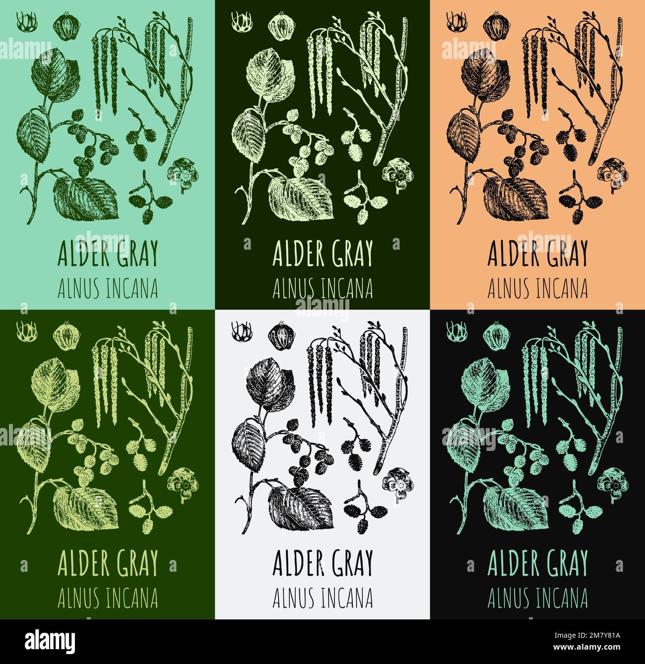 Set of drawings Alder gray in different colors. Hand drawn illustration ...