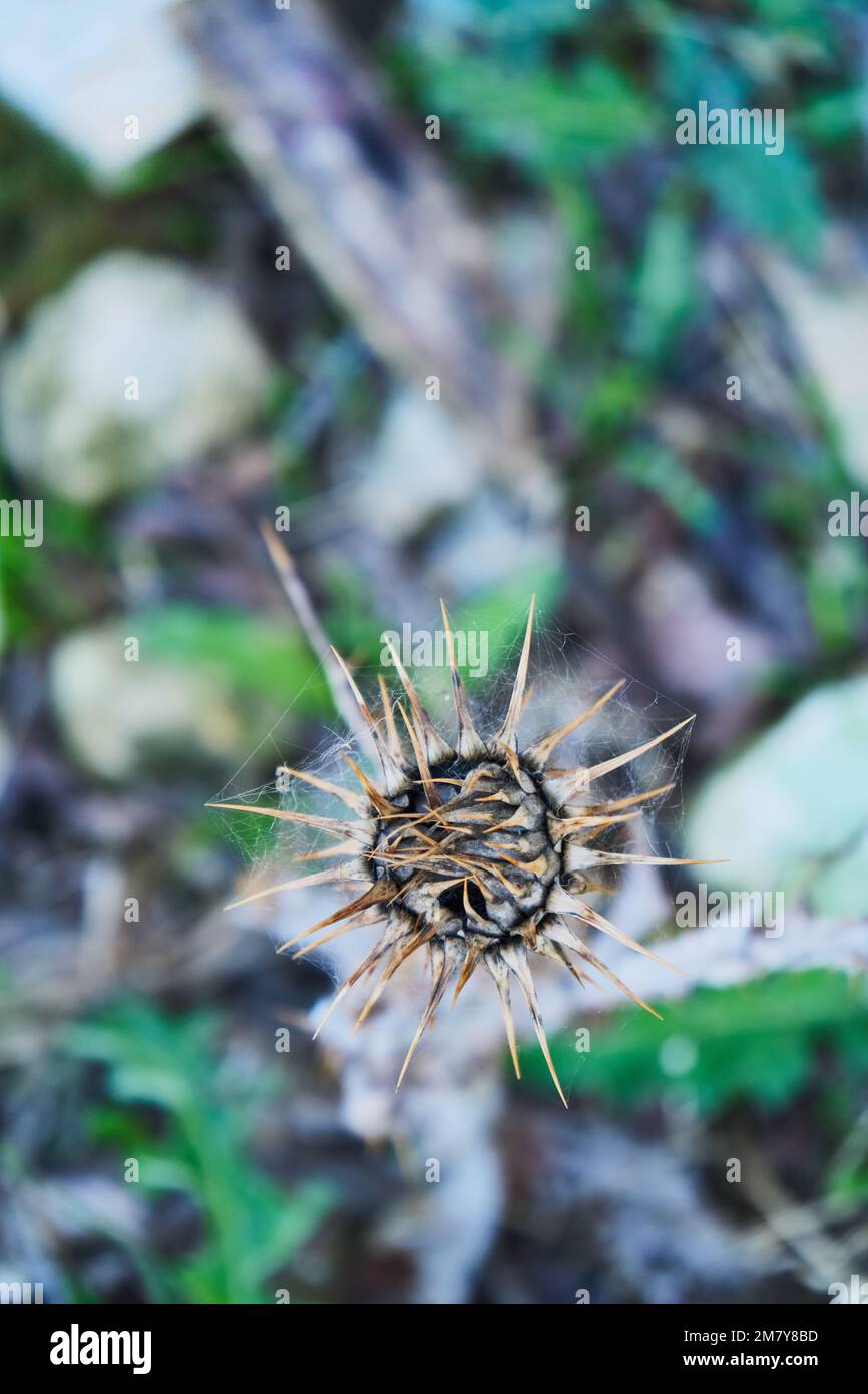 Spiny plant hi-res stock photography and images - Alamy