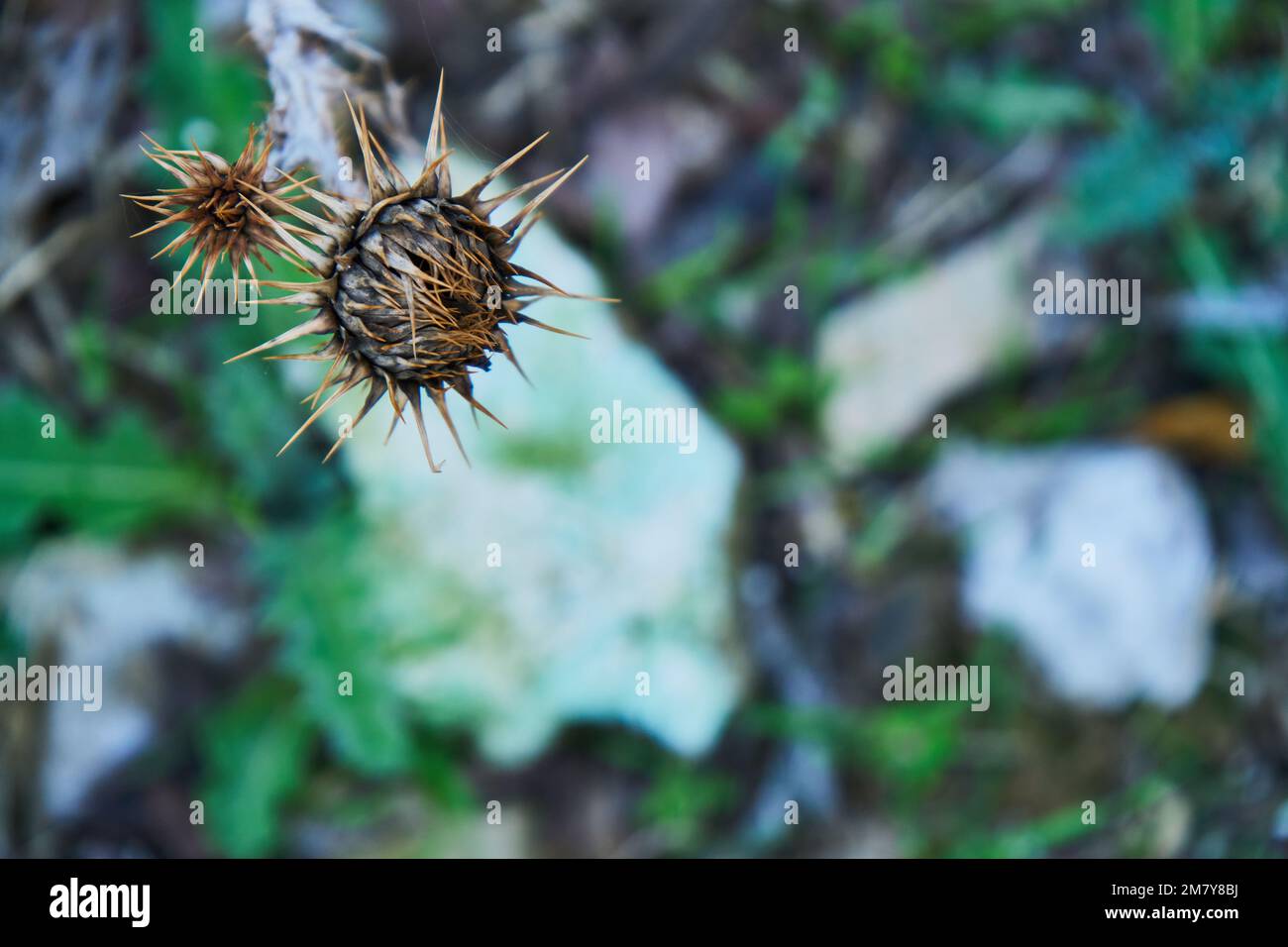 Spiny plant hi-res stock photography and images - Alamy