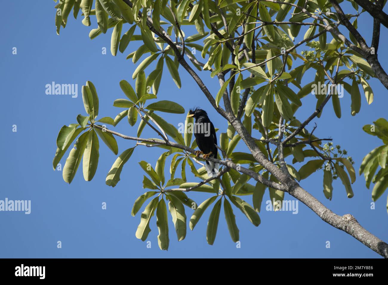 One black Common Myna bird on tree Stock Photo - Alamy