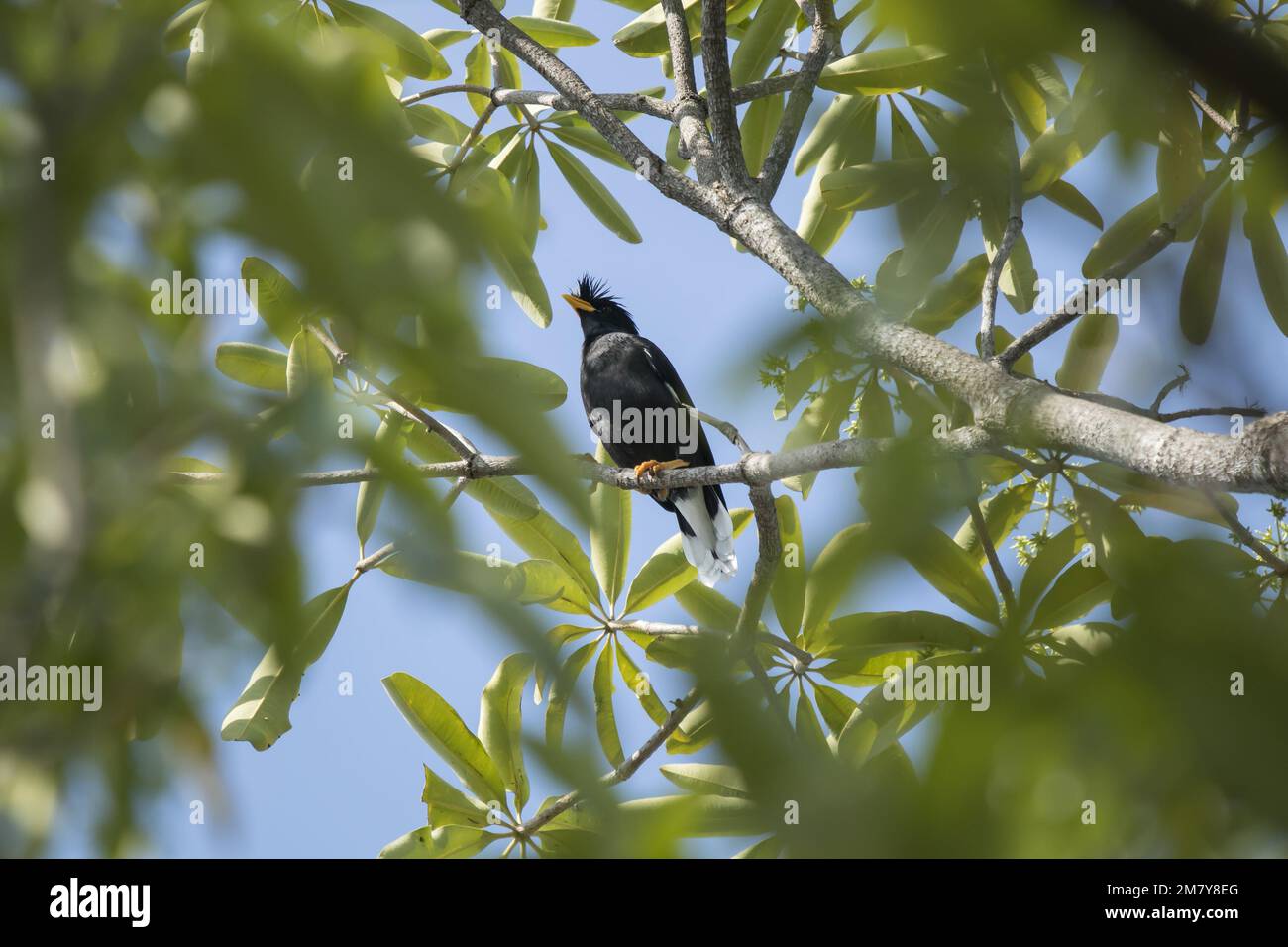 One black Common Myna bird on tree Stock Photo - Alamy