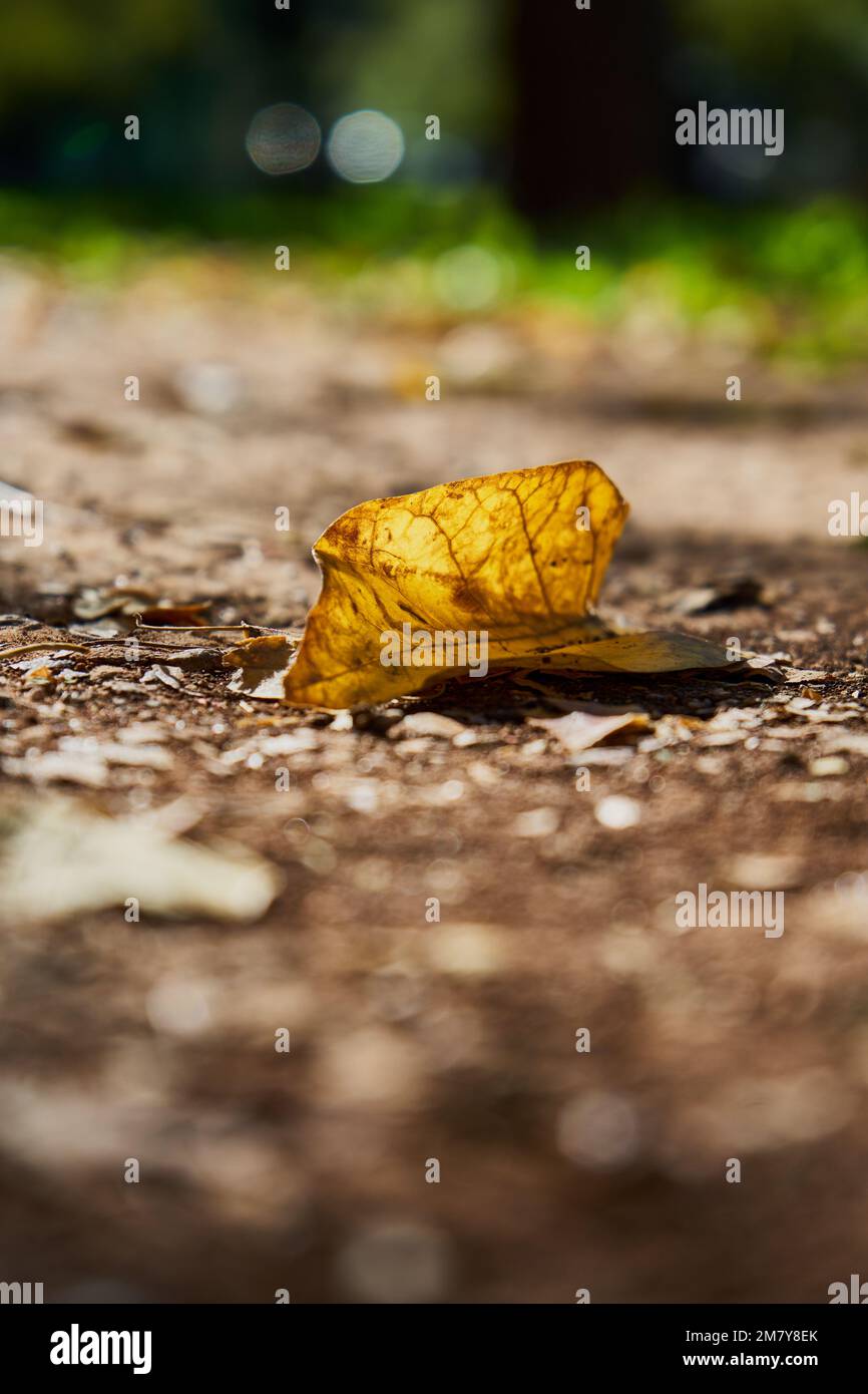 An autumn leaf on the ground Stock Photo - Alamy