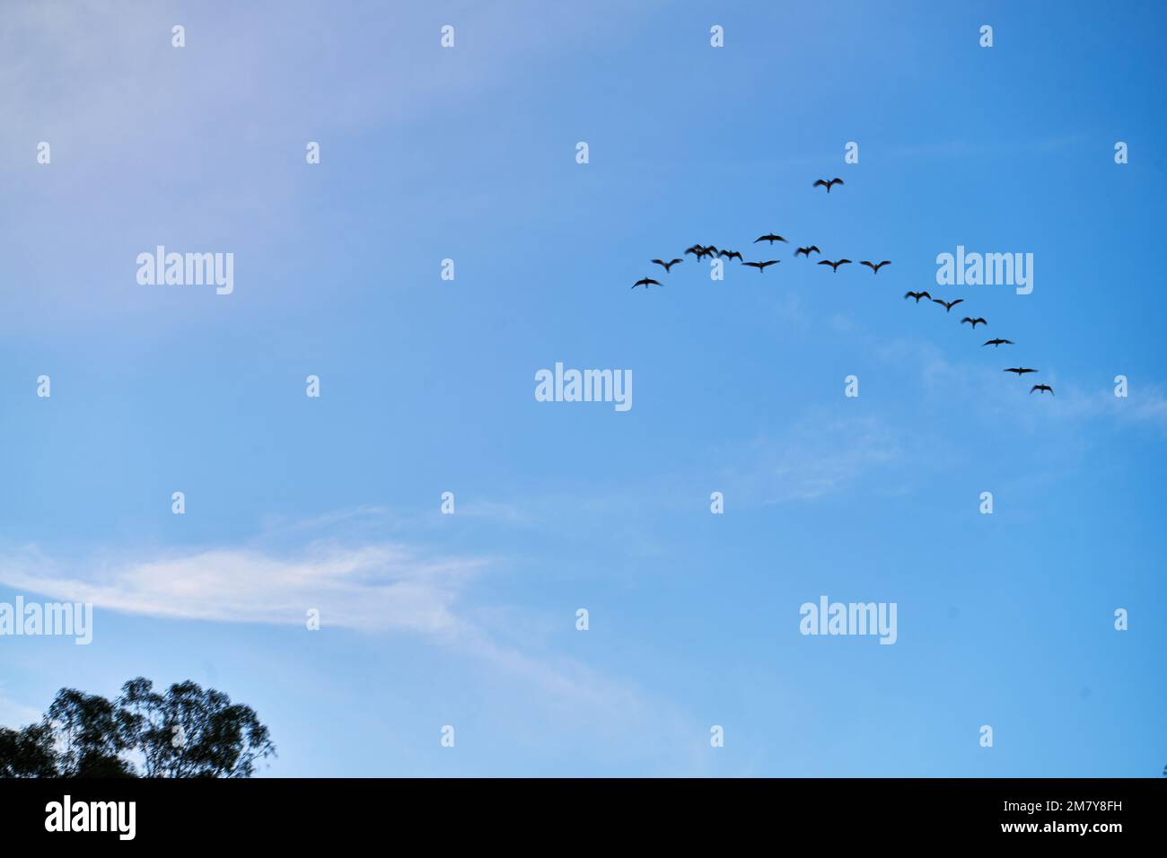 Birds flying high in the sky hi-res stock photography and images - Alamy