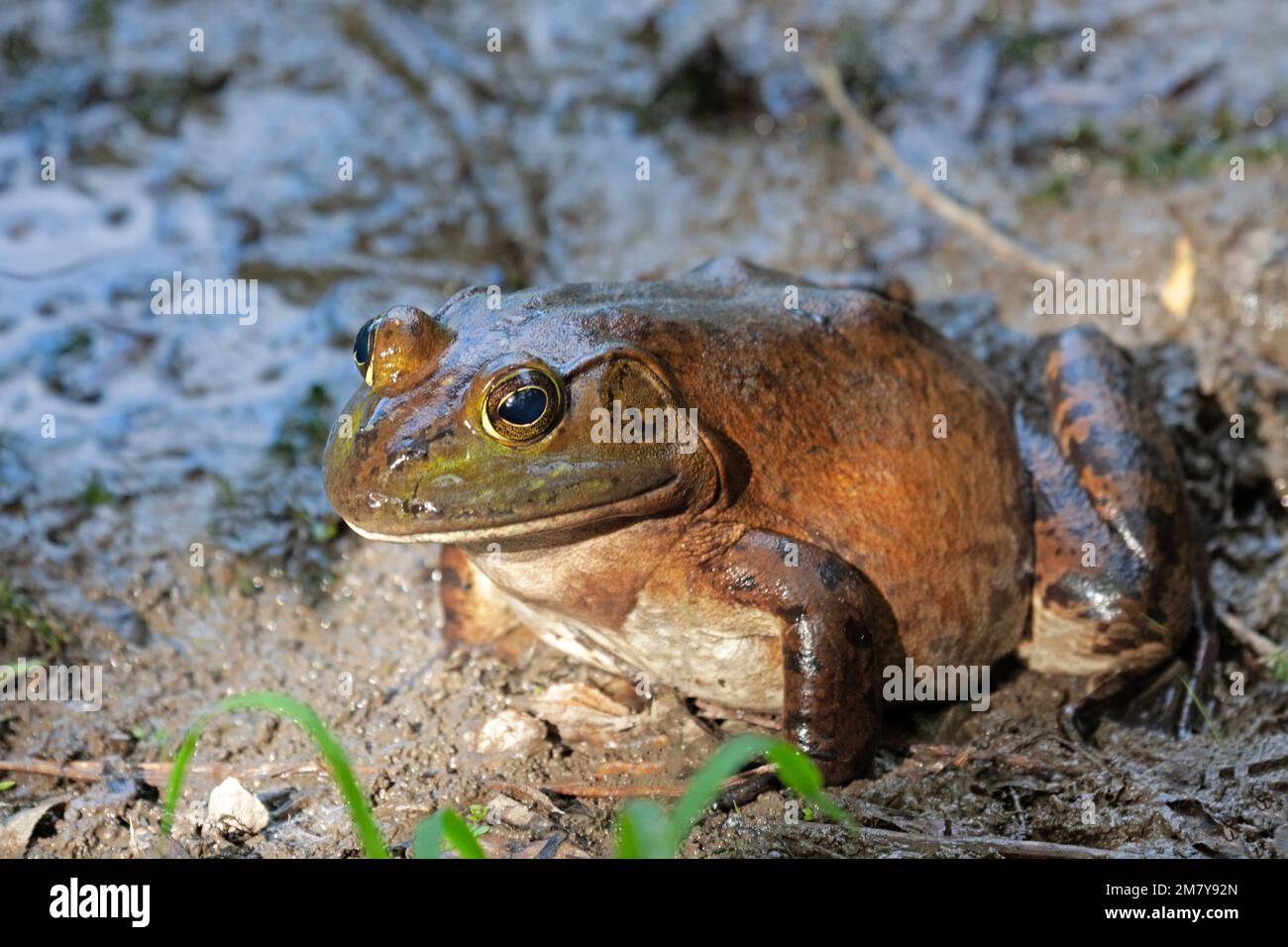 American bullfrog with wide head, stout bodies, and long, hind legs ...
