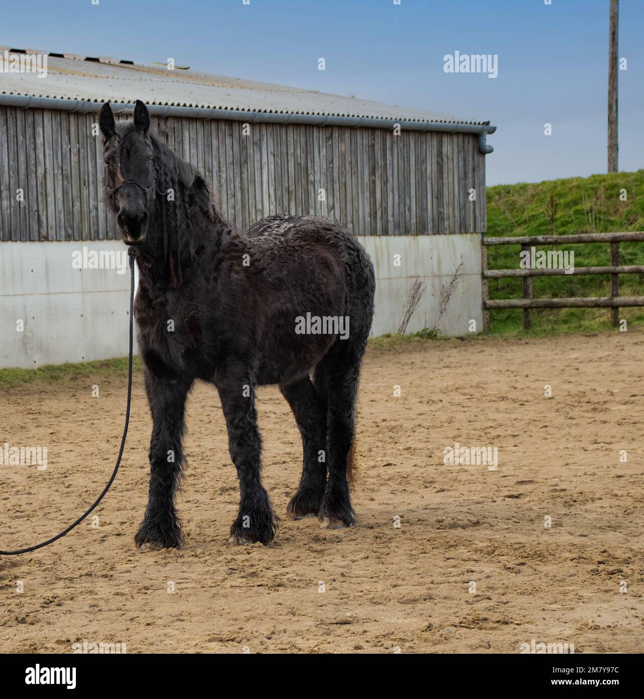 Friesian horse with thick winter coat standing in sand arena sand ...