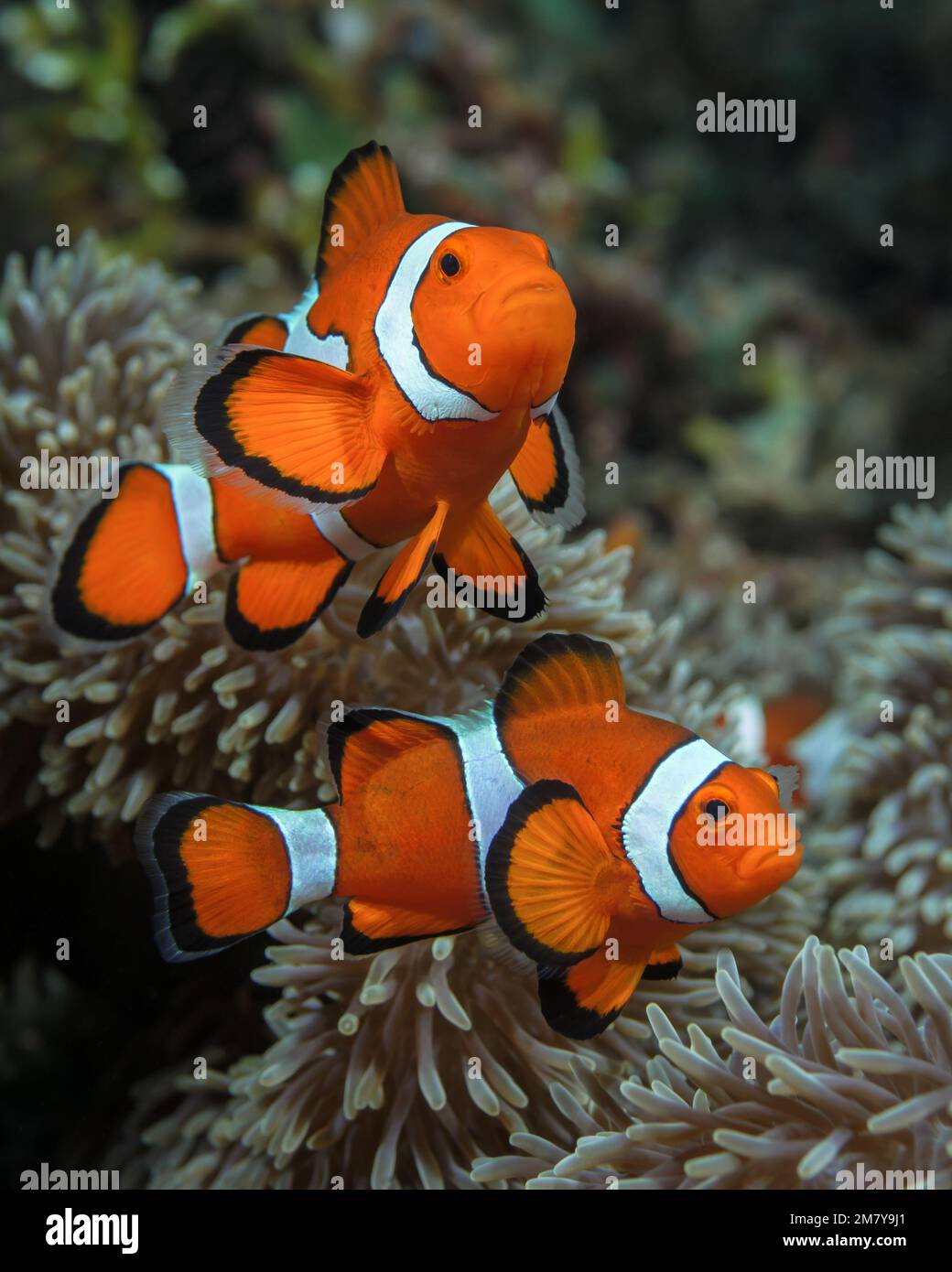 Two bright orange clownfish swim in a coral reef next to an anemone ...