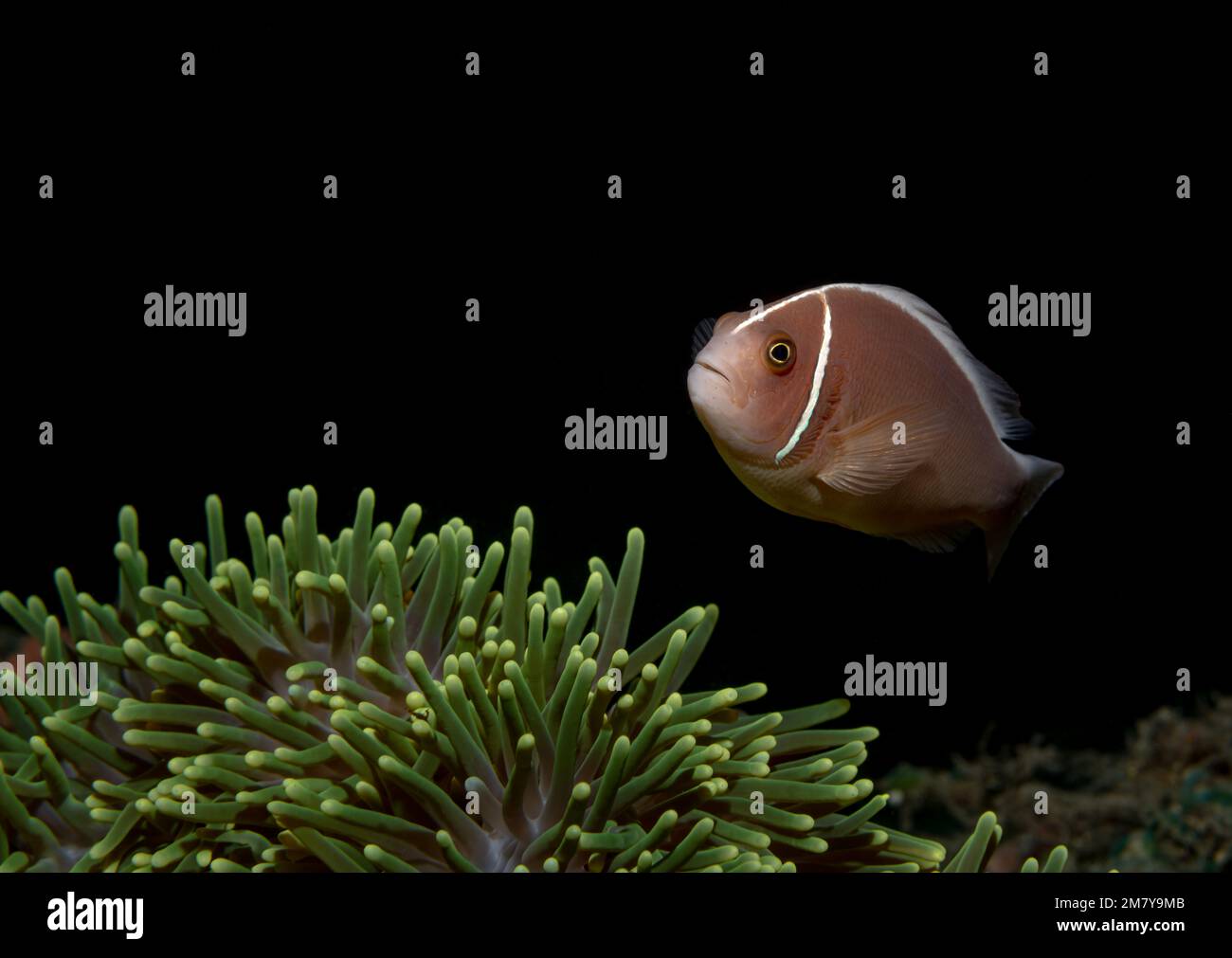 Underwater fish no one swims wildlife hi-res stock photography and ...