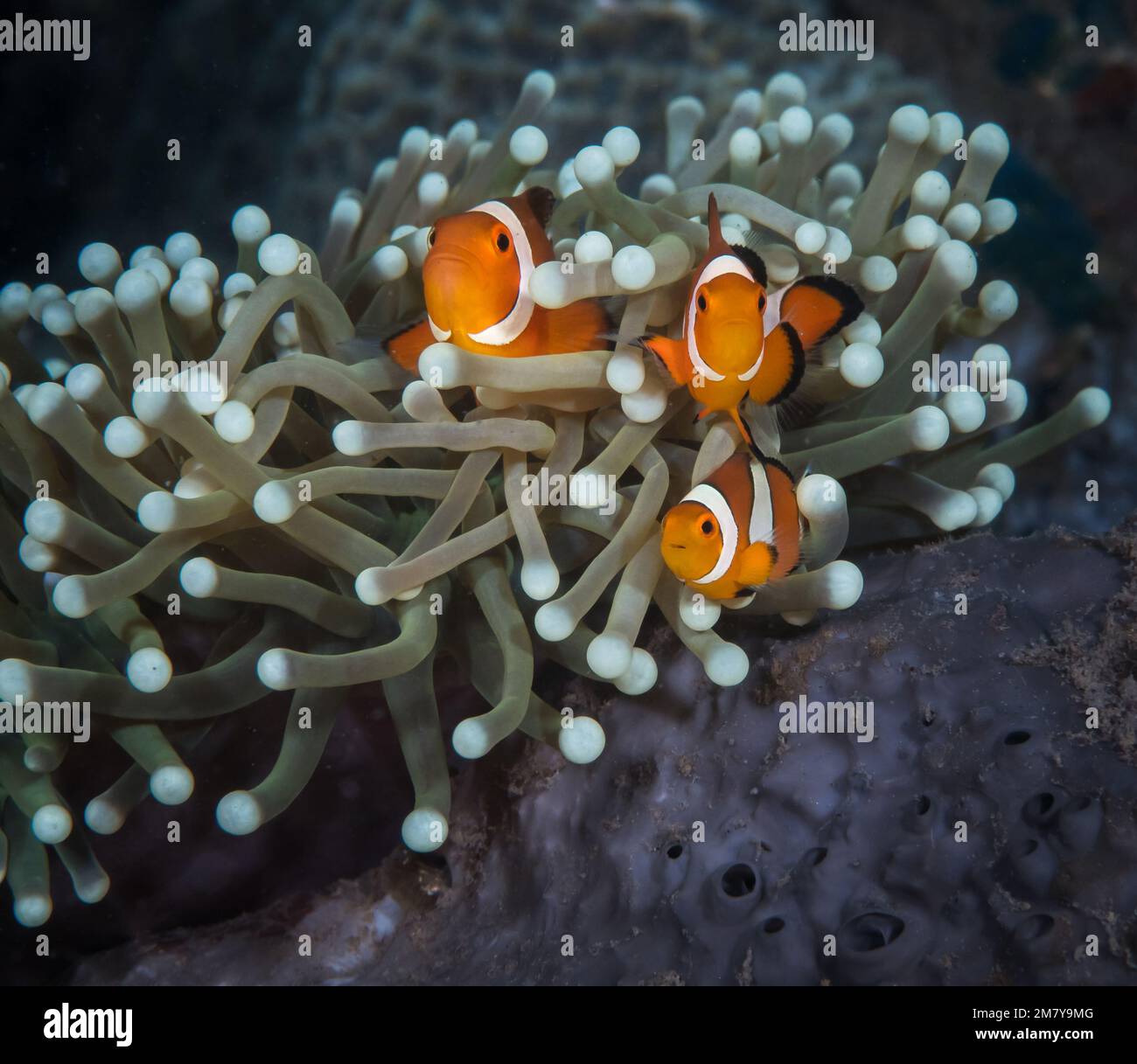 Clown fish in front coral hi-res stock photography and images - Alamy