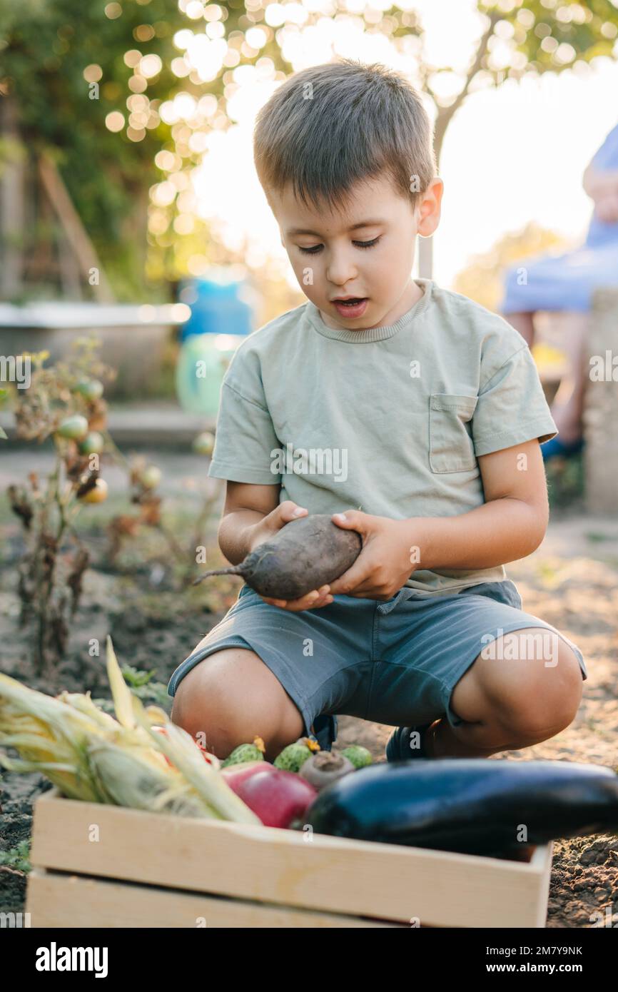 Boy helping his farmer parent to fill the box with harvest of grown ...