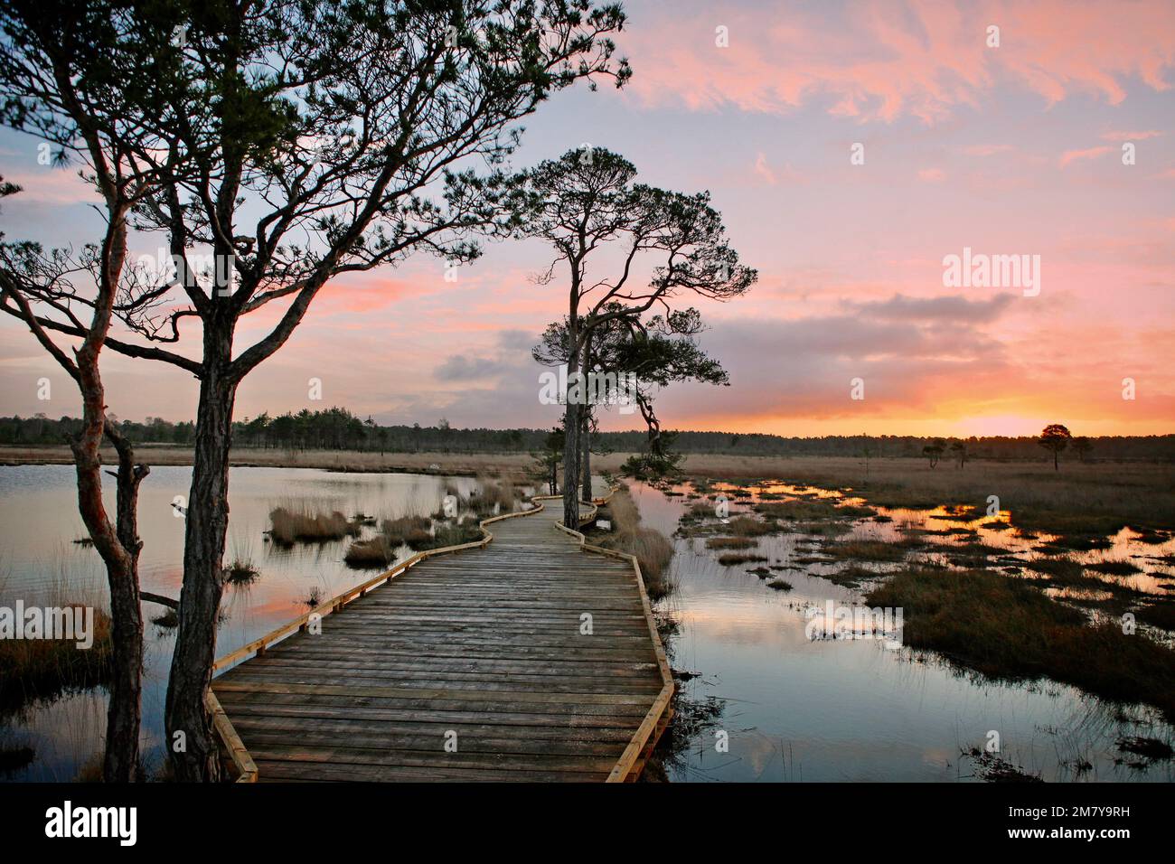 Boardwalk thursley uk nature reserve hi-res stock photography and ...