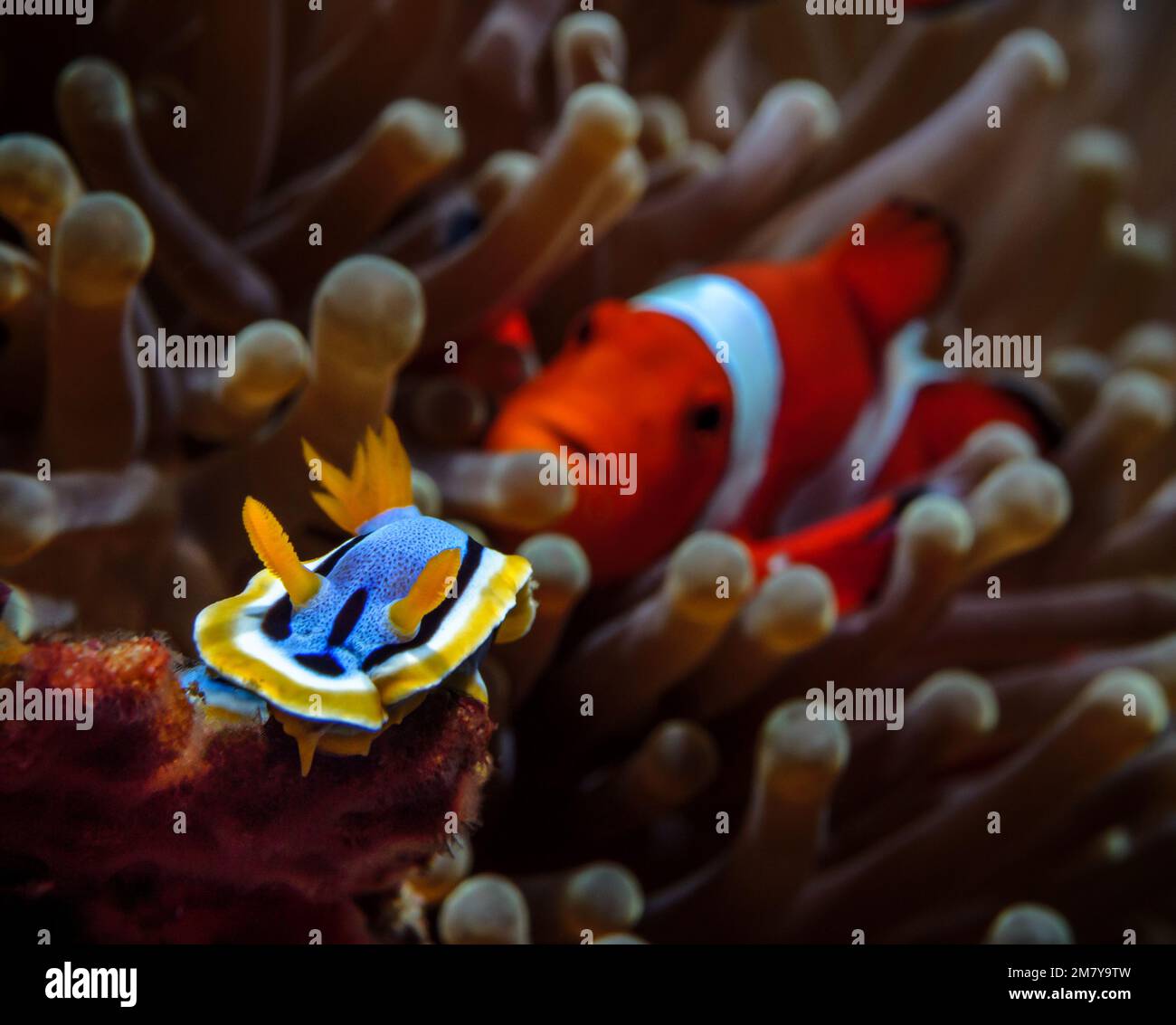 Chromodoris annae nudibranch sea slug watched by clown fish Stock Photo ...